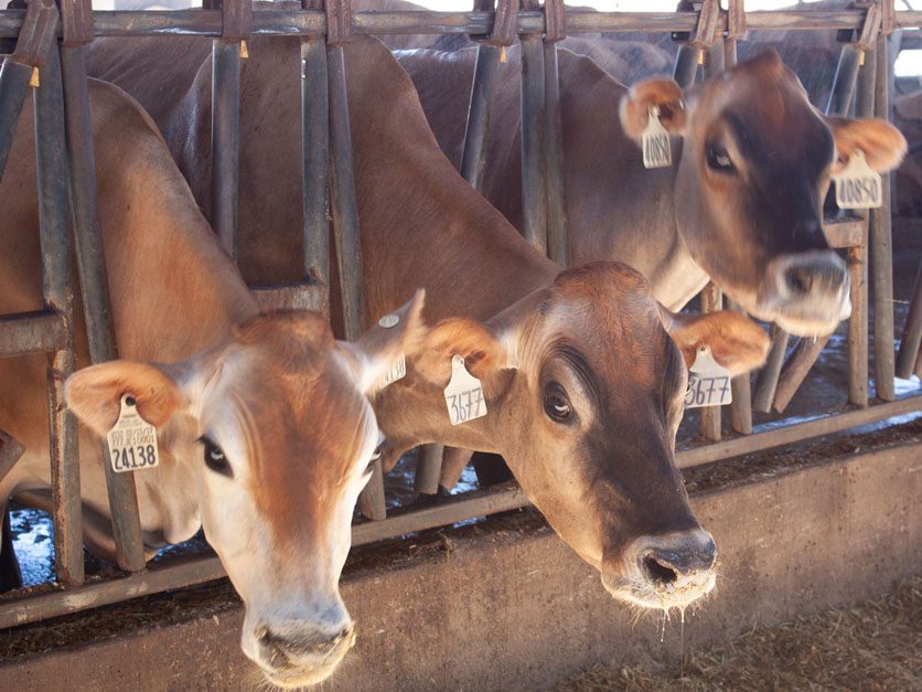California announces climate-smart dairy grants | Agri-Pulse ...