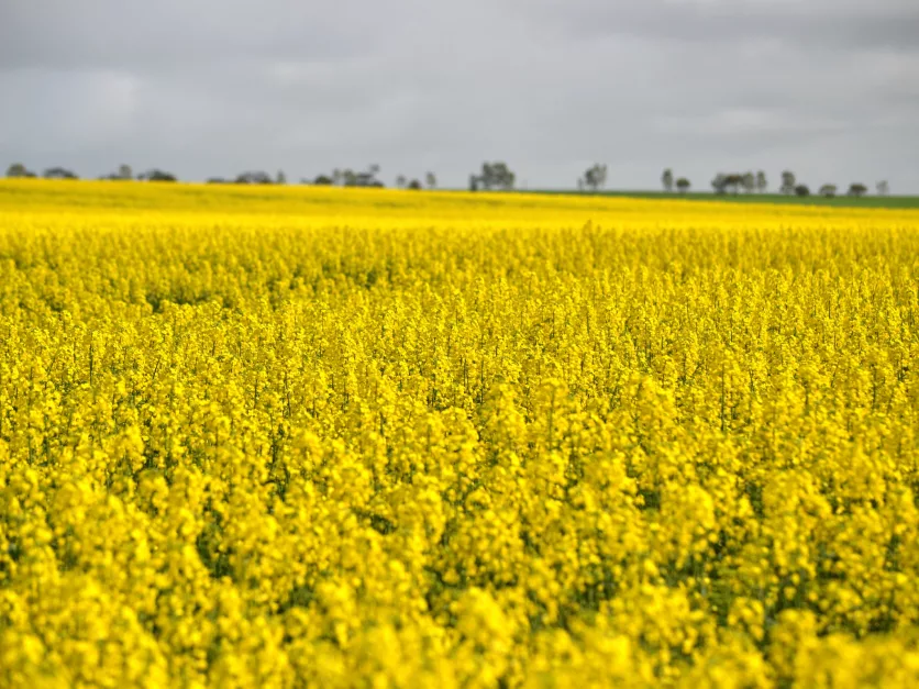 EPA proposes canola oil RFS pathway for renewable diesel, SAF | Agri ...