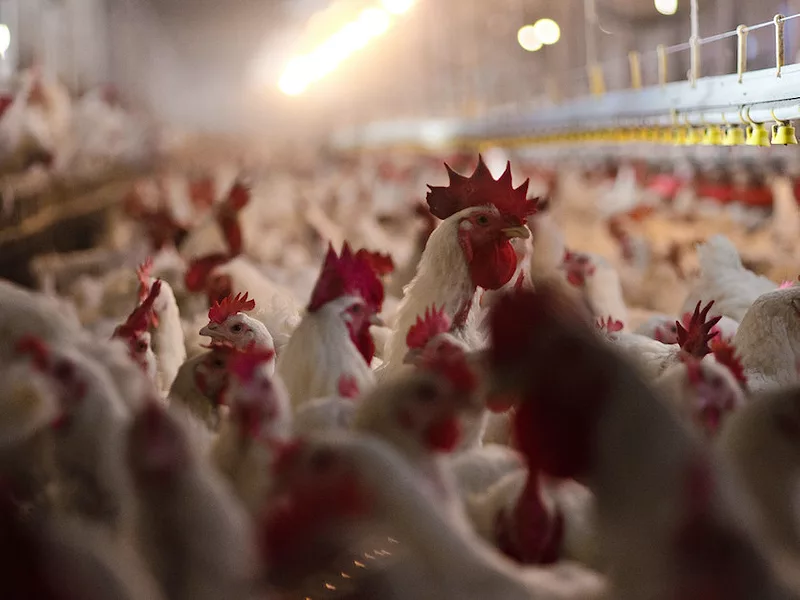Beef groups concerned about judge's rejection of poultry litter ...