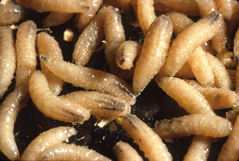 Contractor chosen for sterile fly plant construction | Agri-Pulse ...