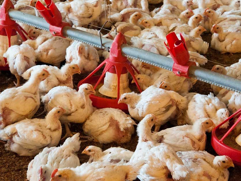Daybreak Oct. 25: Lawsuits expected on Pure Prairie Poultry situation ...