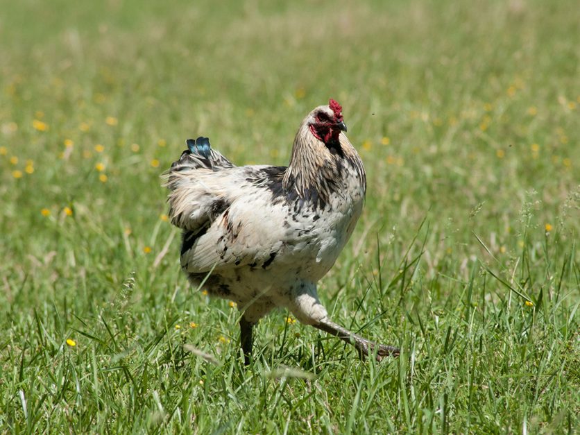 USDA To Withdraw Organic Livestock Rules 2017 12 15 Agri Pulse usda-to-withdraw-organic-livestock-rules-2017-12-15-agri-pulse