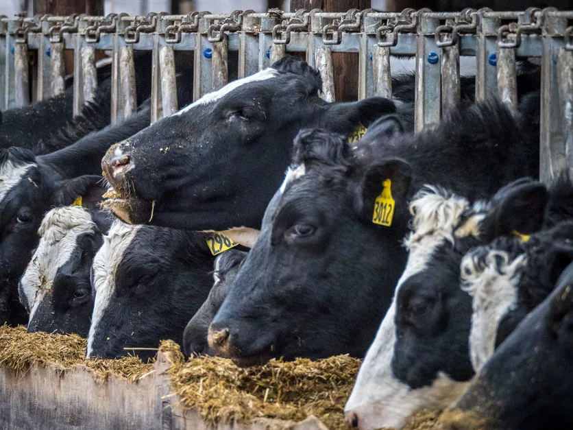 Cutting methane emissions from cows a subject of research, applications ...