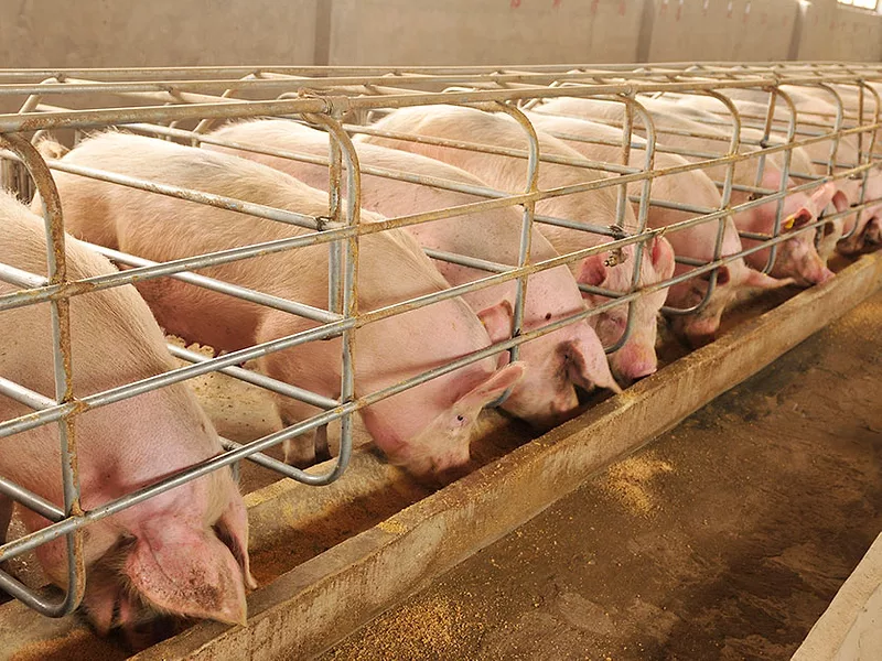 Daybreak June 23: E15, Prop 12 among AFBF’s farm bill issues | Agri ...