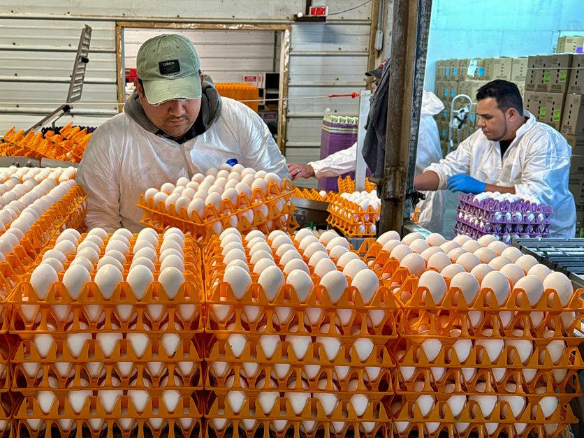 Turkey, Mexico ramp up egg exports to U.S. amid tumbling prices | Agri ...