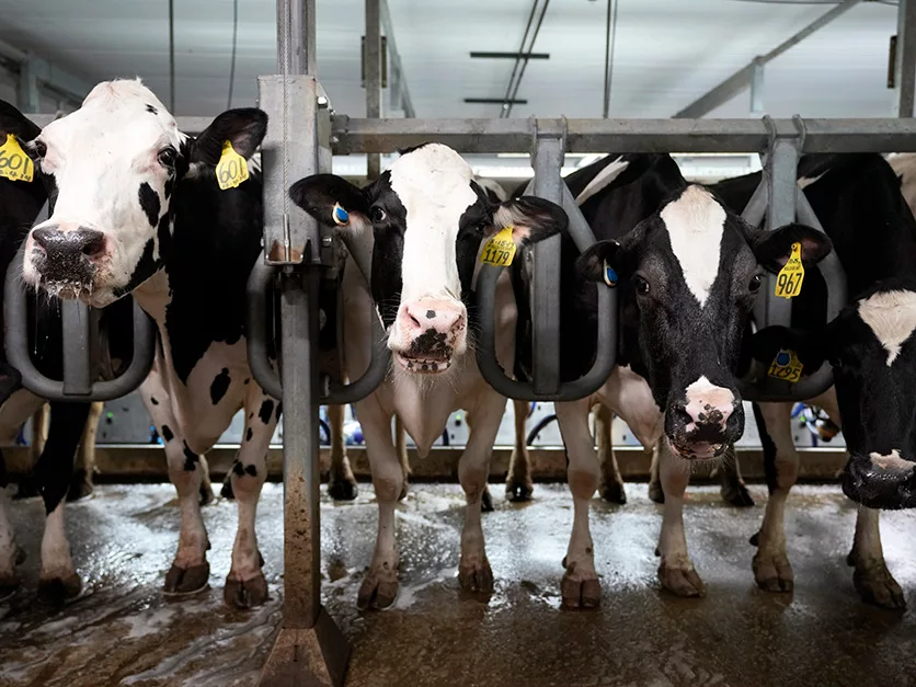 Greer tells lawmakers US will prioritize dairy and produce issues in ...