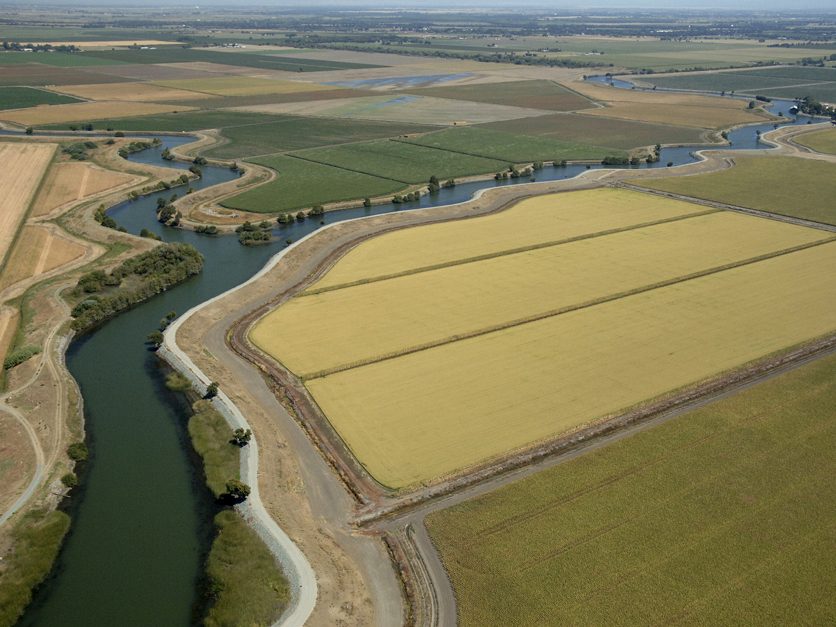 Environmental group presses for more rice farming in the Delta | Agri ...