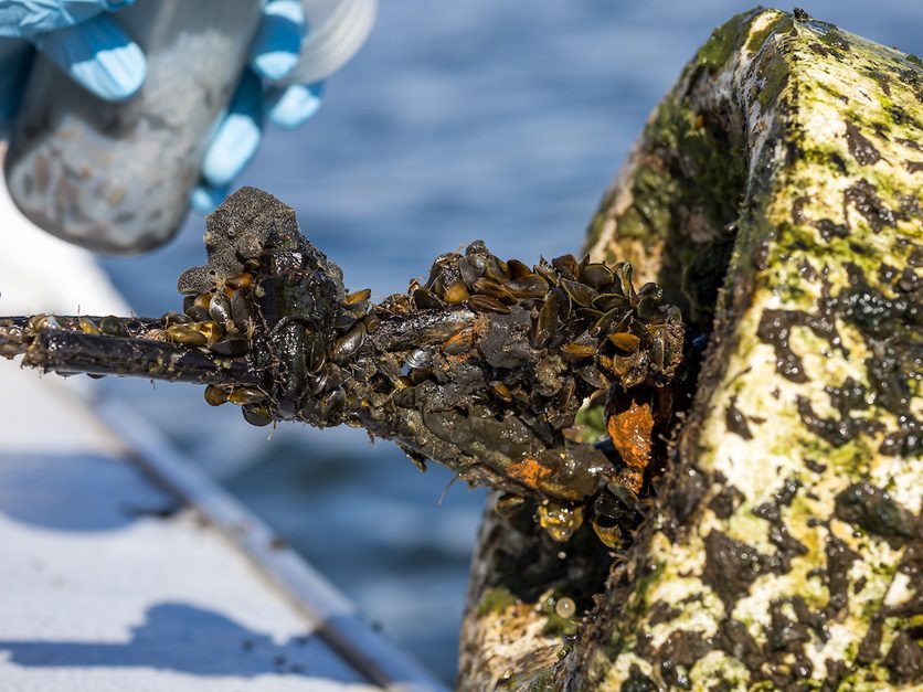 Federal bill targets golden mussels as Delta threat spreads | Agri ...