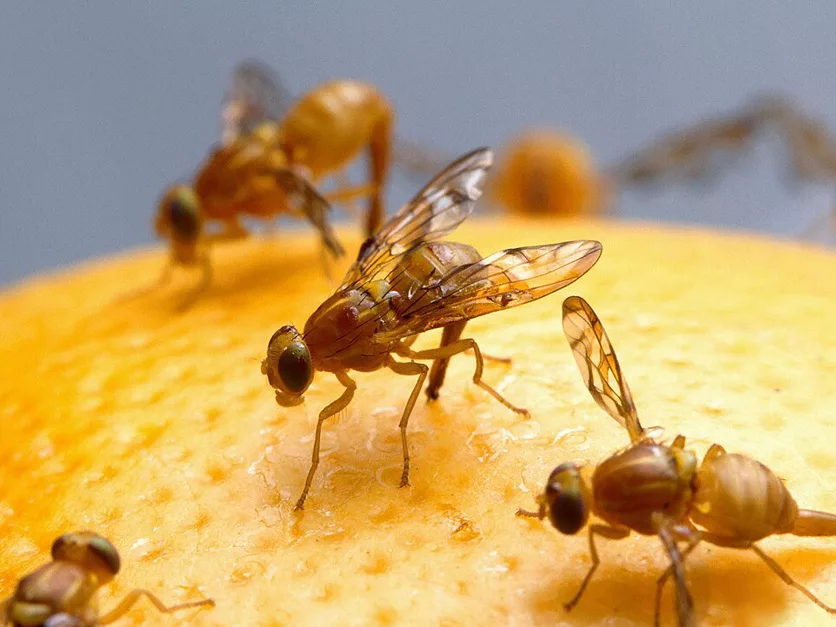 Invasive fruit flies keep testing California’s defenses | Agri-Pulse ...