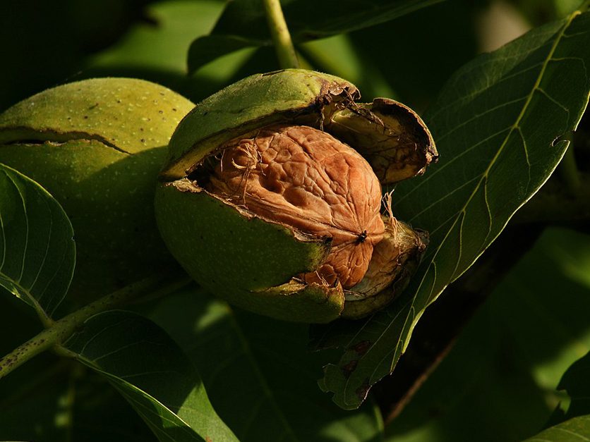 China a growing concern for walnut exports | Agri-Pulse Communications ...