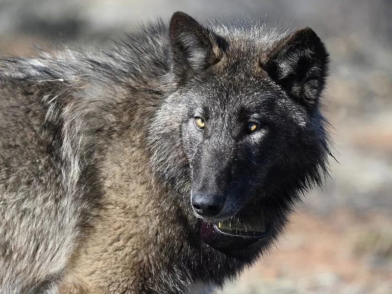 California to allow sheriffs to haze wolves | Agri-Pulse Communications ...