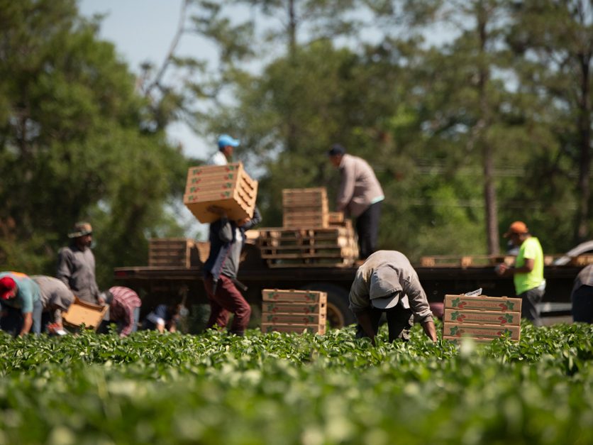 Survey finds raids impacted farm production | Agri-Pulse Communications ...