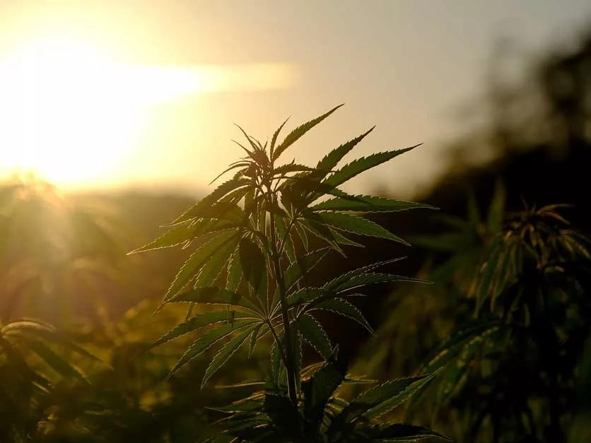 EPA-backed project could offer boost in industrial hemp market, but ...