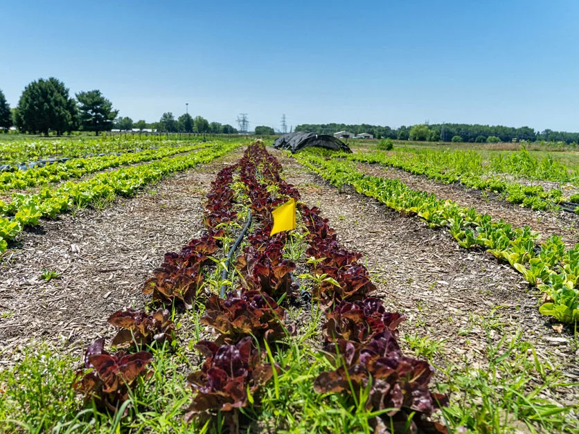 Organic industry outlines farm bill 'wish list' | Agri-Pulse ...