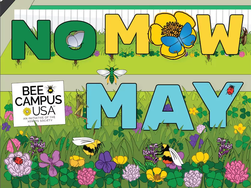 No Mow May movement aims to protect pollinators | Agri-Pulse ...