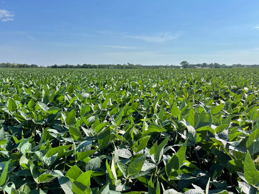 USDA projects record corn, soybean yields | Agri-Pulse Communications, Inc.