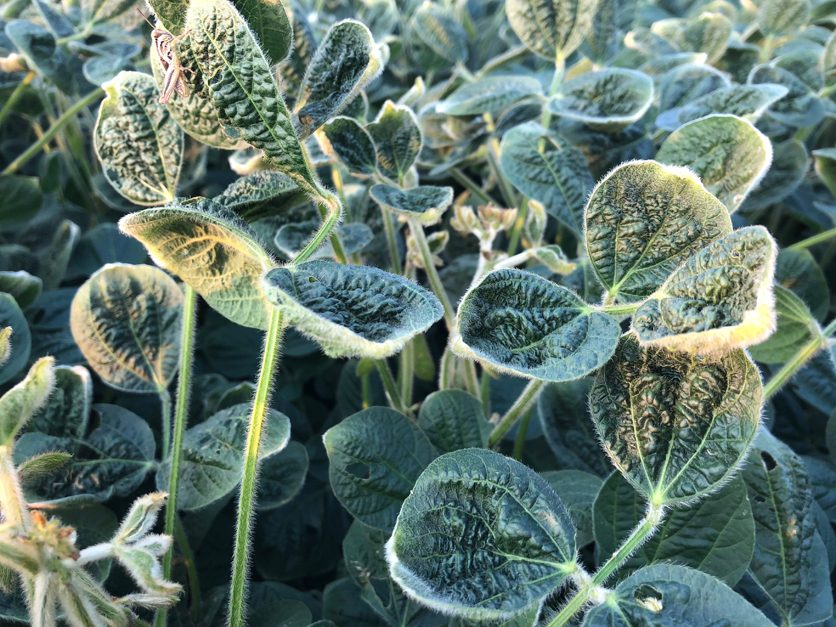 Dicamba comments split on herbicide's value to ag | Agri-Pulse ...